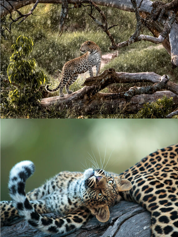 "Remembering Leopards" Features Images by Over 90 Wildlife ...