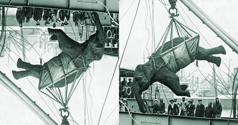 Sophy Roberts, "A Training School for Elephants" Author, on Belgium’s ...