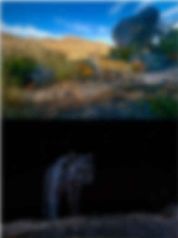 "Remembering Leopards" Features Images by Over 90 Wildlife ...