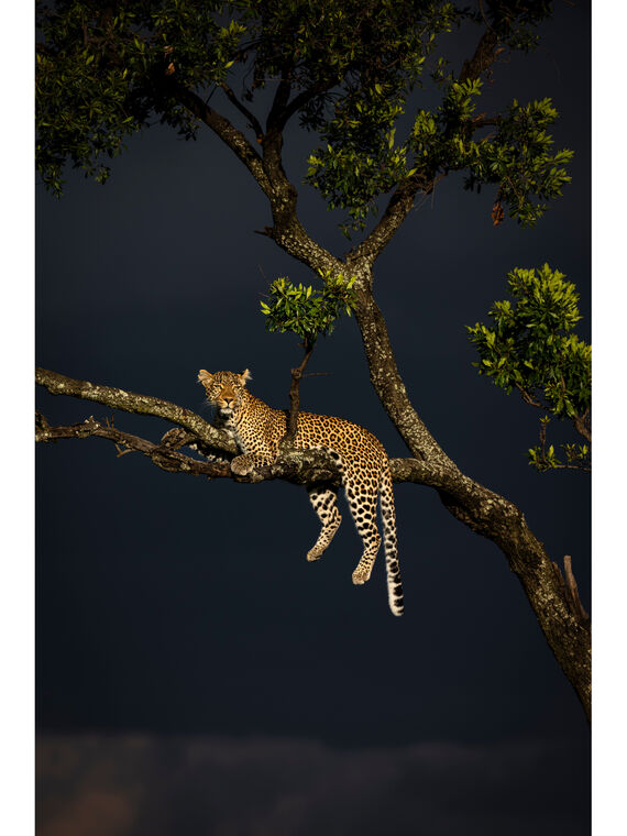 "Remembering Leopards" Features Images by Over 90 Wildlife ...
