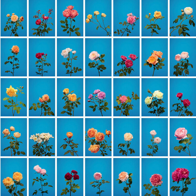 Phaidon’s Flower: Exploring the World in Bloom - Air Mail