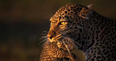 "Remembering Leopards" Features Images by Over 90 Wildlife ...