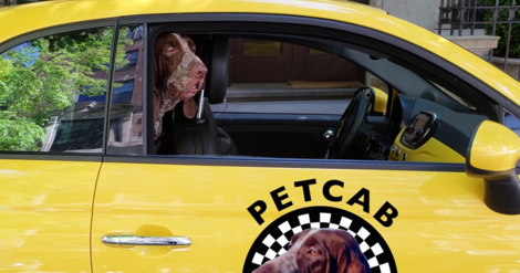 Pet Cab NYC Services: Recommended - Air Mail