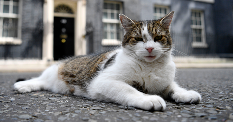Meet Larry the Cat, "Chief Mouser" of 10 Downing Street - Air Mail
