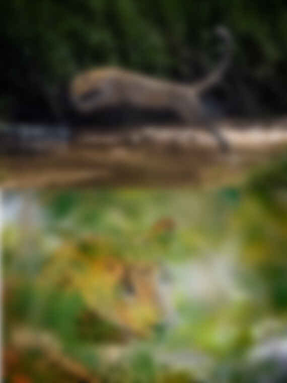 "Remembering Leopards" Features Images by Over 90 Wildlife ...