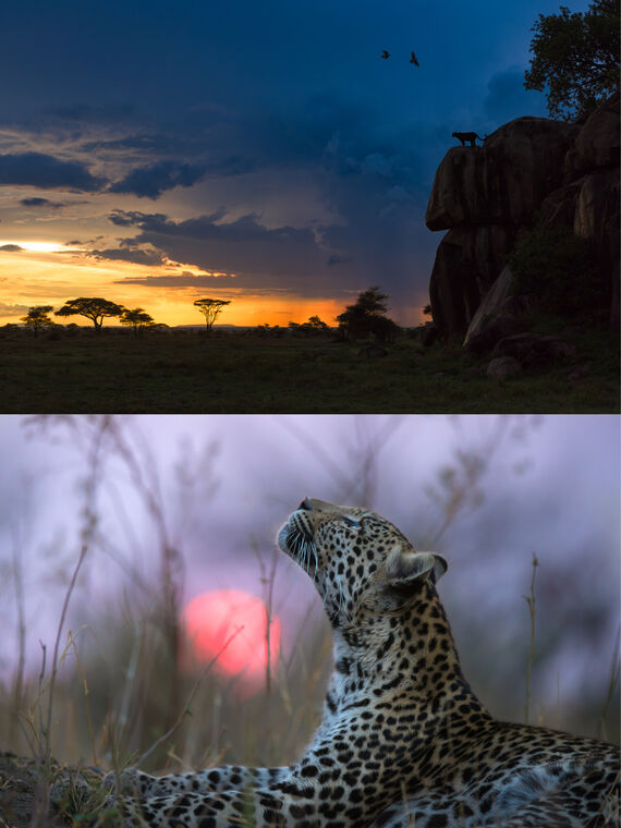 "Remembering Leopards" Features Images by Over 90 Wildlife ...