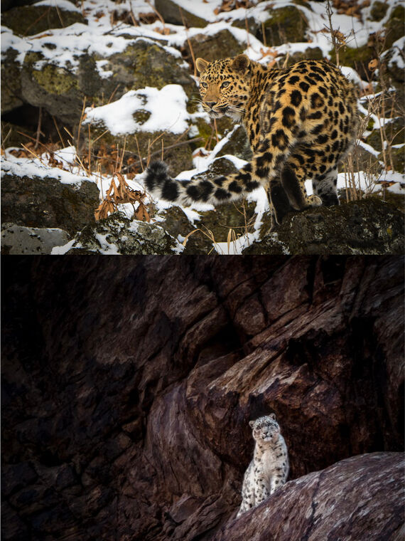"Remembering Leopards" Features Images by Over 90 Wildlife ...